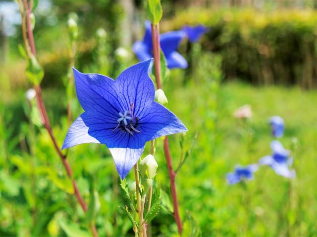 キキョウ – 花アルバム・過去の開花状況 – | 万博記念公園